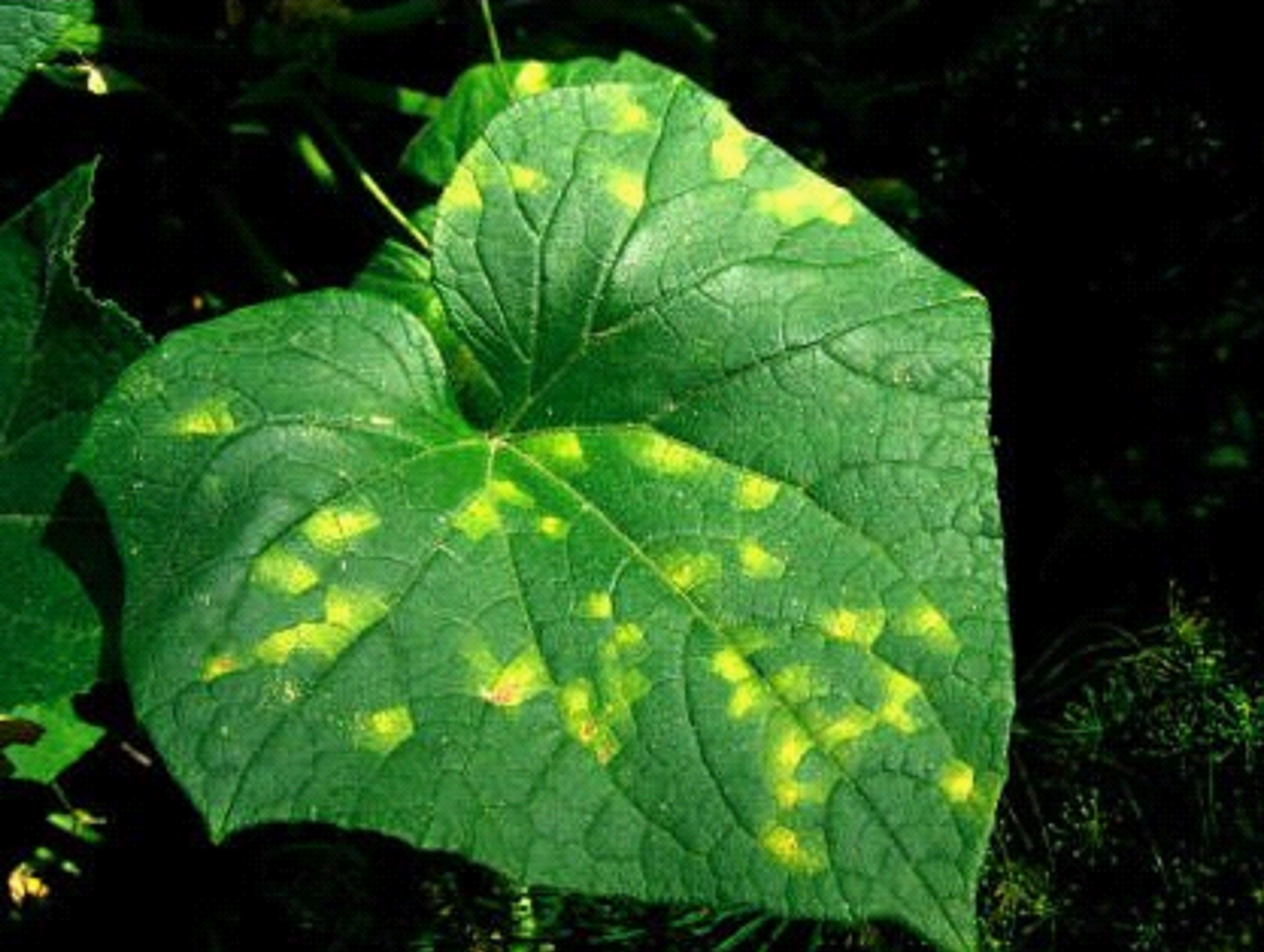 Avis Remiltine S Pepite de la marque Syngenta - Fongicides cultures ...