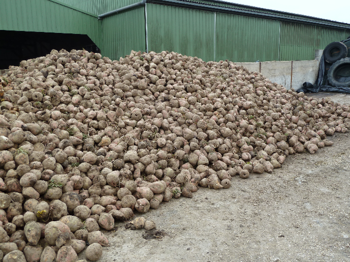 La Betterave Fourragère.