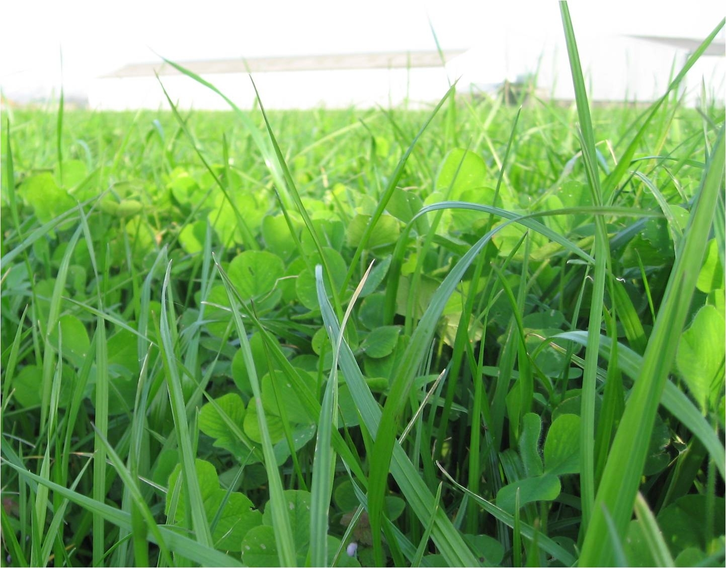 ray grass anglais trefle blanc | heju – blog deco, diy, lifestyle