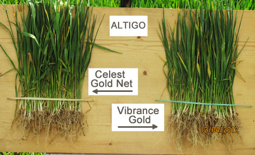 Avis Vibrance Gold de la marque Syngenta - Traitement des semences de ...